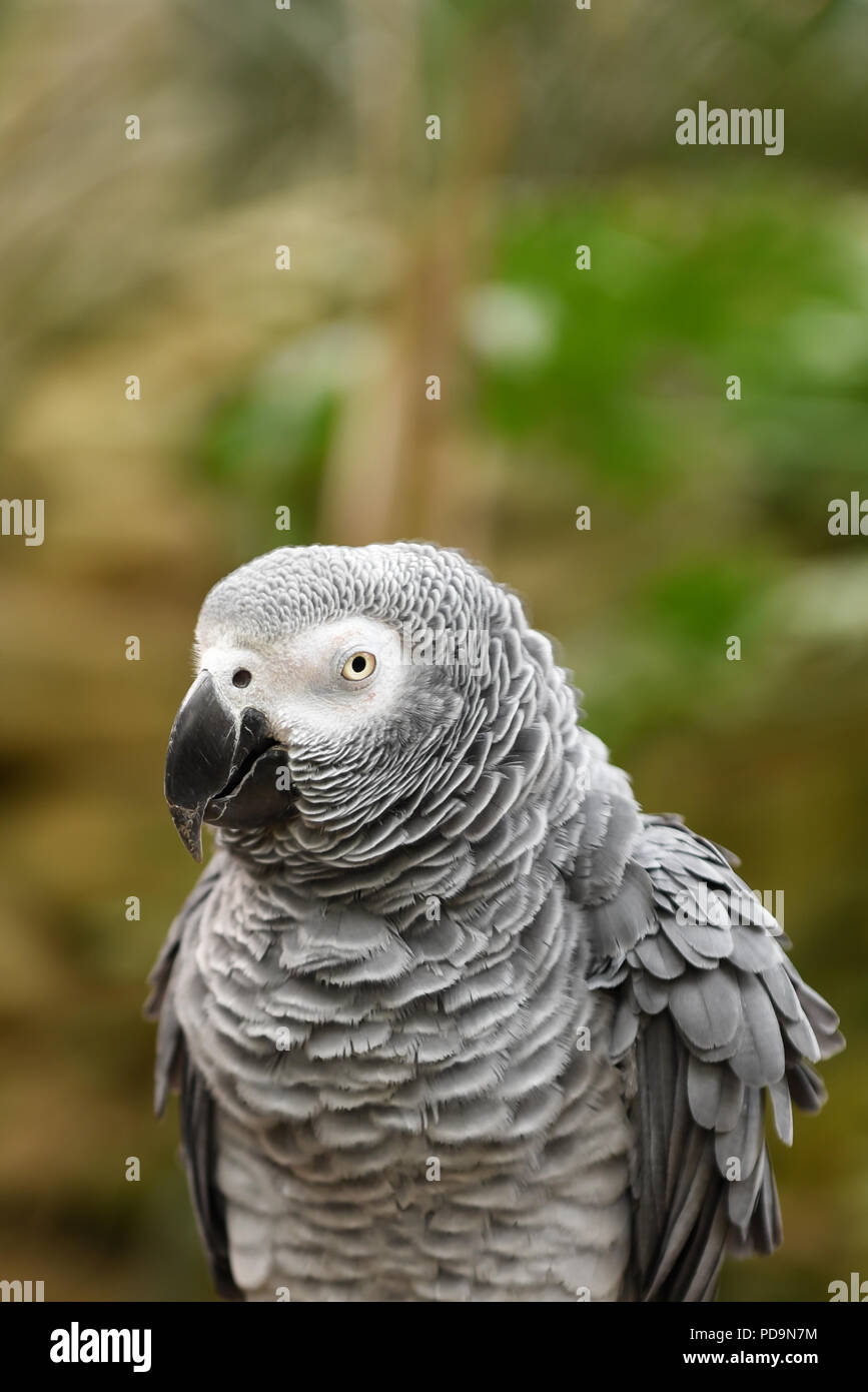 Parrot feathers hi-res stock photography and images - Alamy