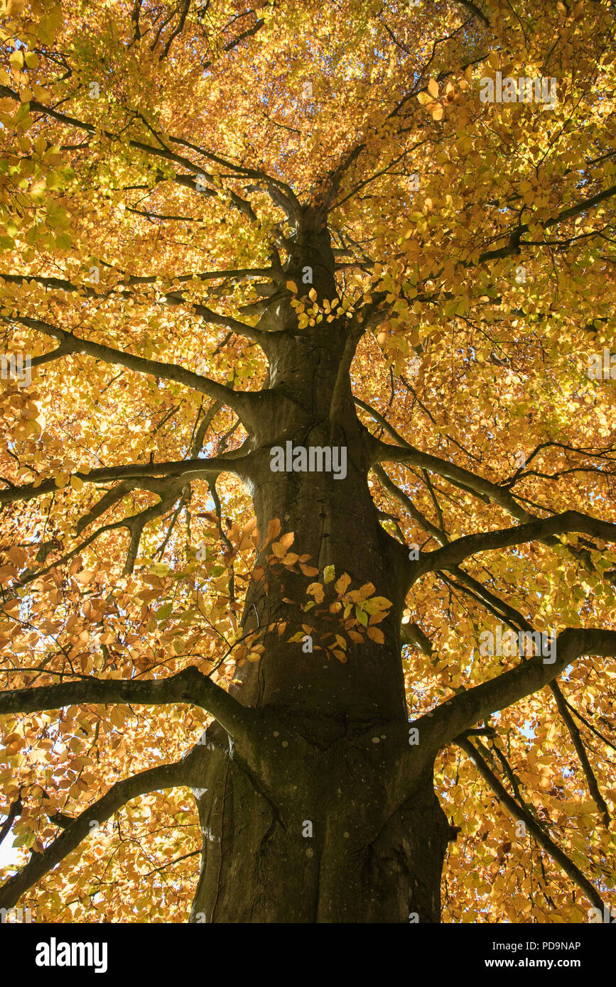 Tree in centre focus in full yellow,golden autumn color Stock Photo - Alamy