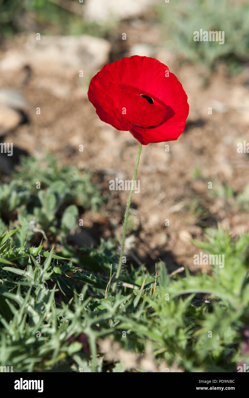 Abstract photo of a single red poppy flower in daylight with soft brown ...