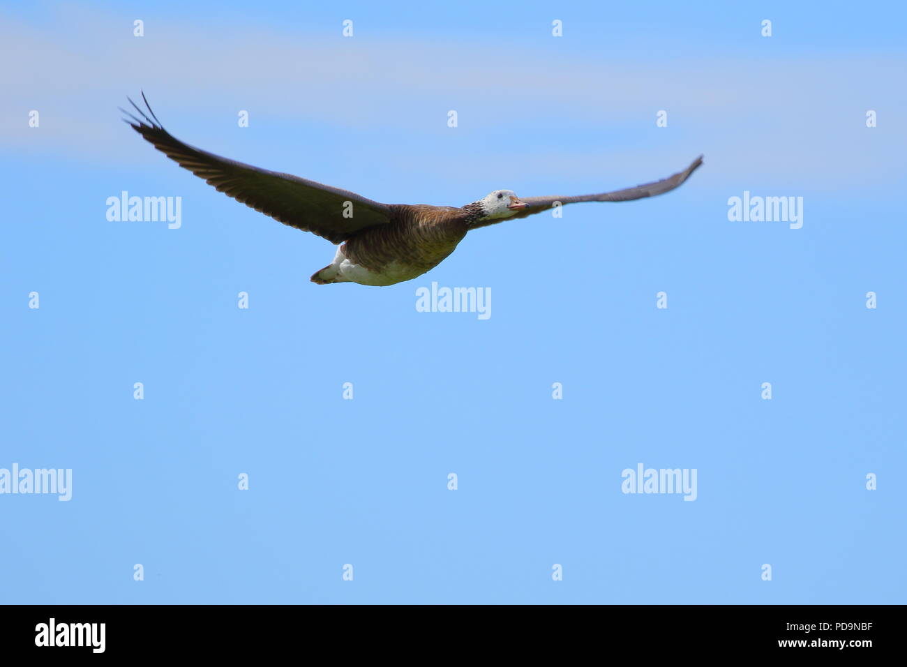 Hybrid goose hi-res stock photography and images - Alamy