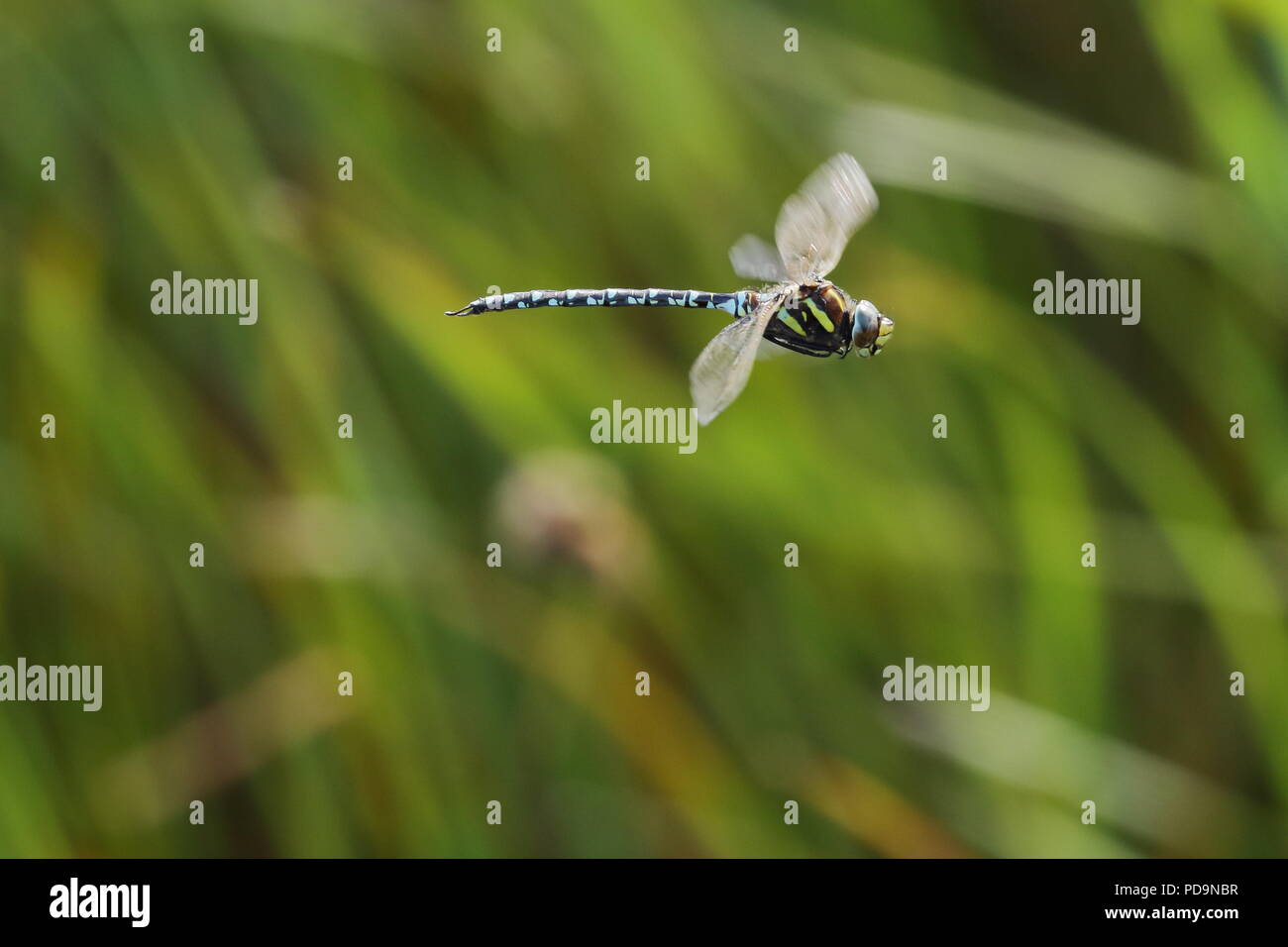 Common hawker male dragonfly, Aeshna juncea, flight at RSPB Saltholme ...