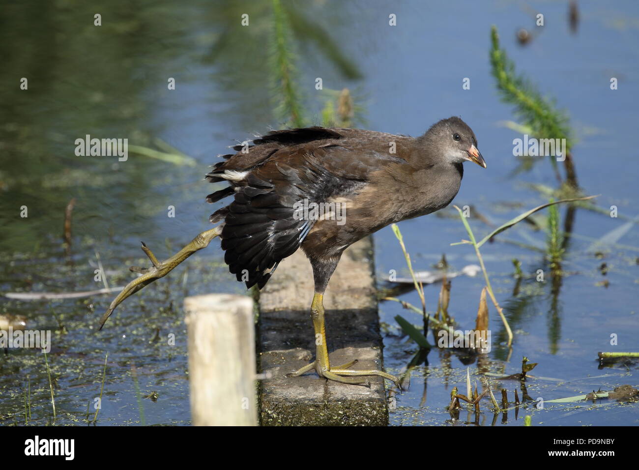 Coot American Habboitat