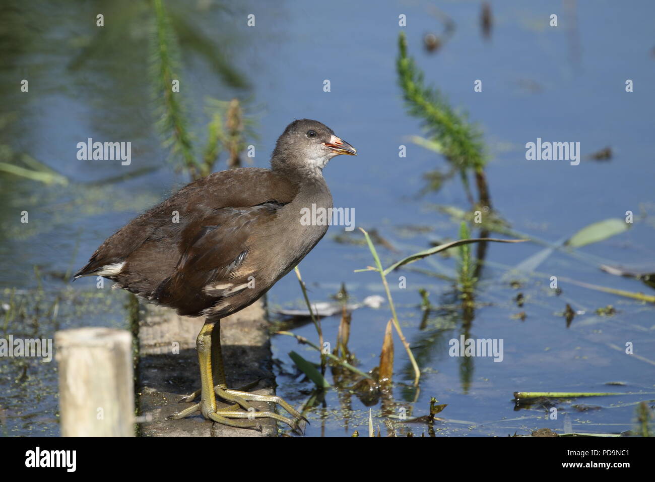 Juvenile coot at RSPB Saltholme. UK Stock Photo - Alamy