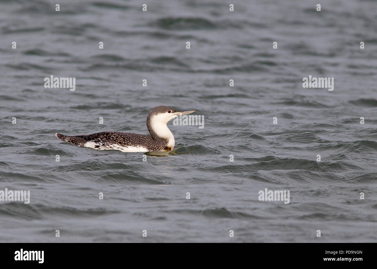 Red-throated Diver, Gavia stellata, single adult in winter plumage ...