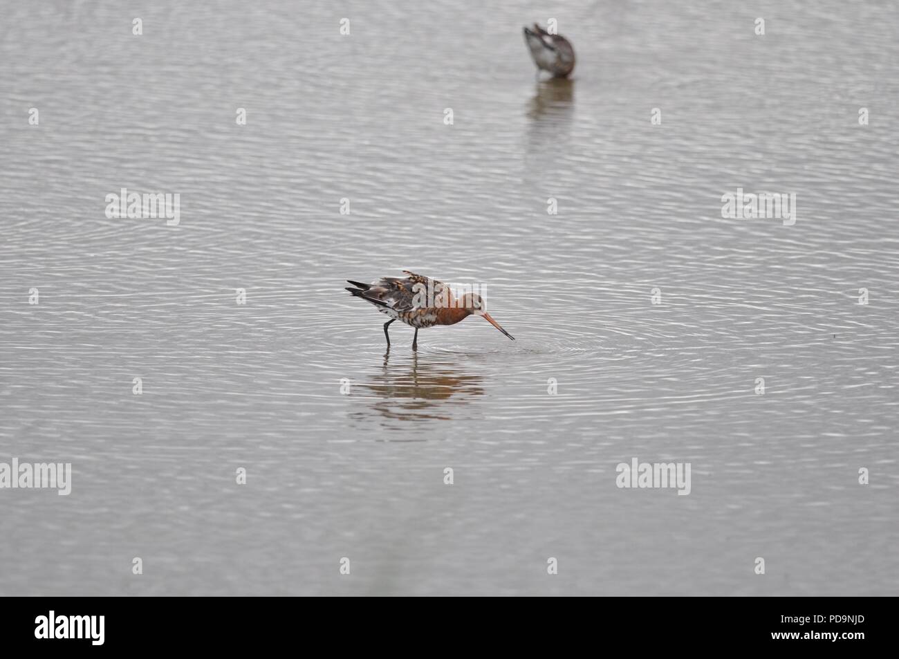 Godwits birds hi-res stock photography and images - Alamy