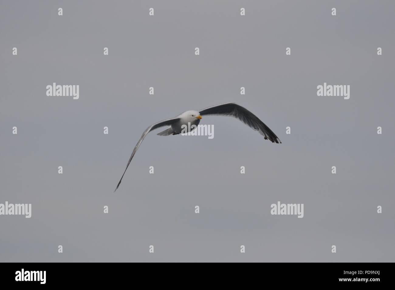 Common Gull in flight over the Sea (Common Gull flying) (Larus Canus ...