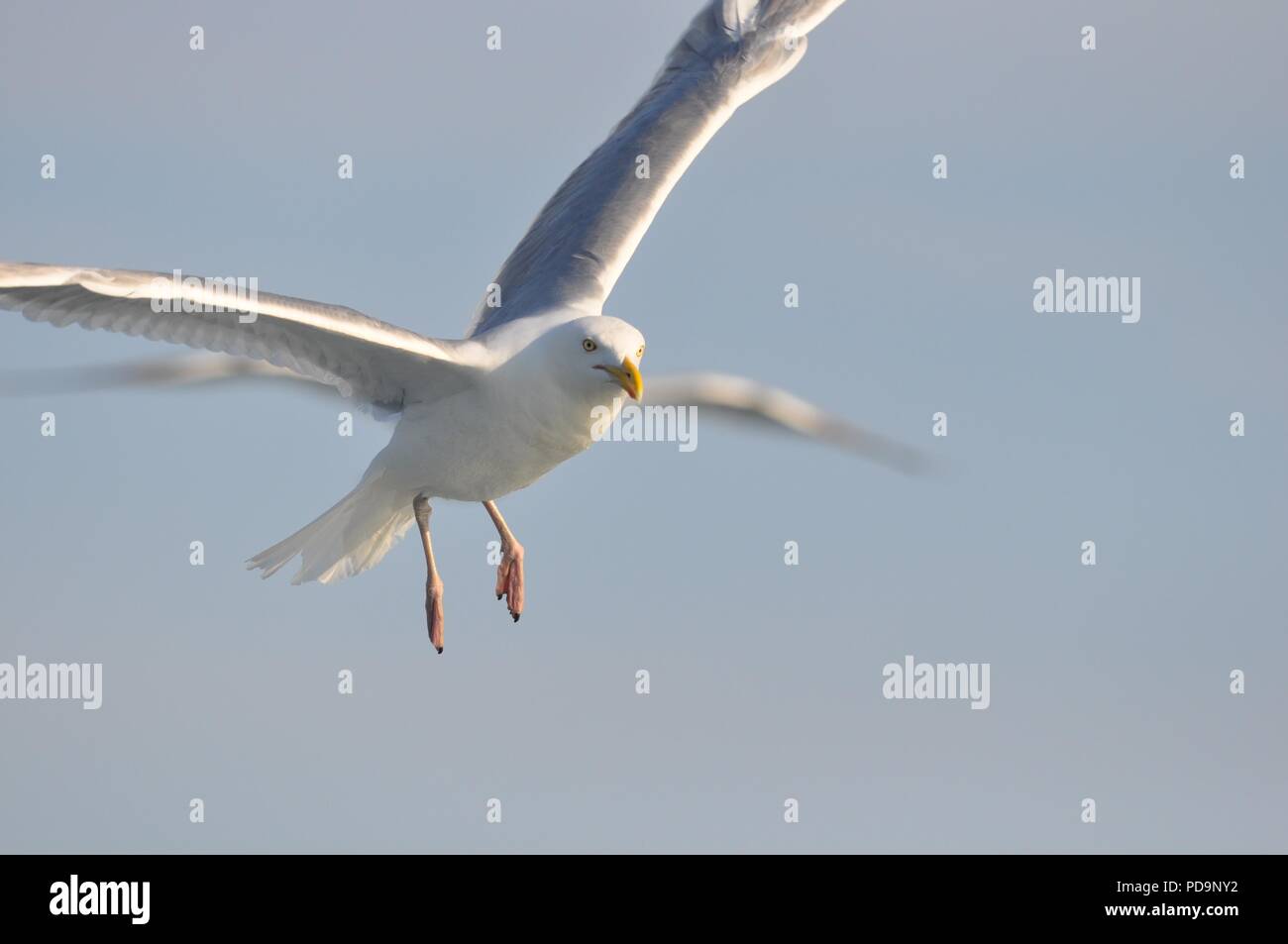 Flying herring gull hi-res stock photography and images - Alamy