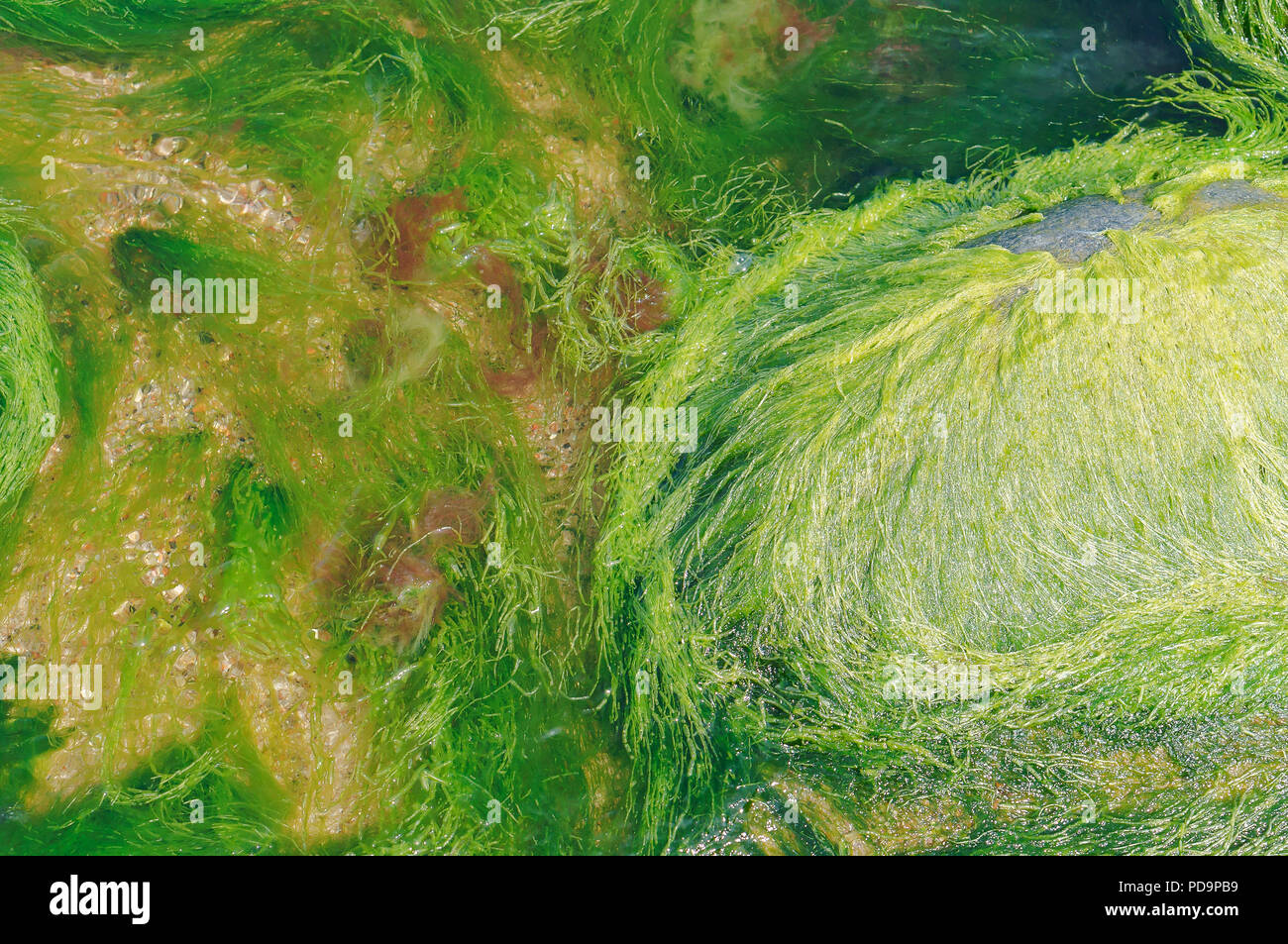 Red sea blue green algae hi-res stock photography and images - Alamy