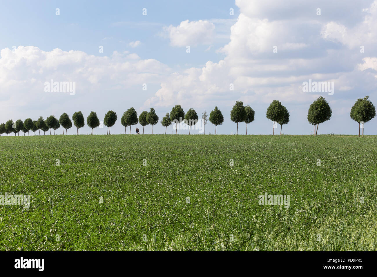 minimalist scene of a couple walking through tree alley Stock Photo - Alamy