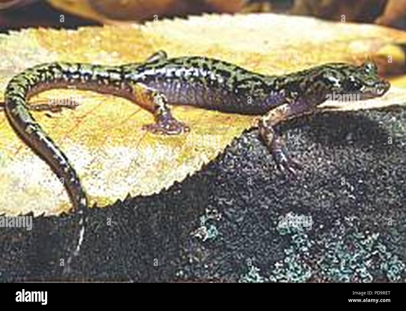 Aneides aeneus hi-res stock photography and images - Alamy