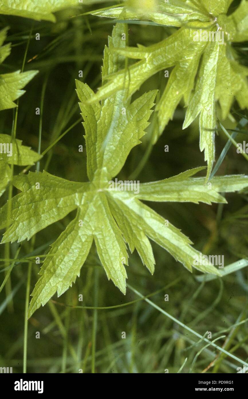 Anemone canadensis hi-res stock photography and images - Alamy