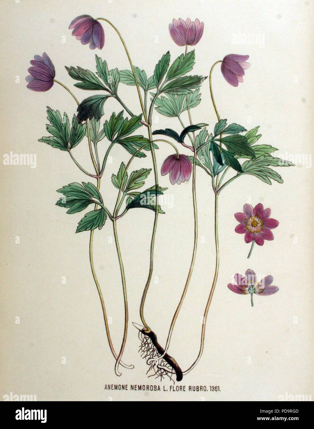 Anemone nemorosa — Flora Batava — Volume v18 Stock Photo - Alamy