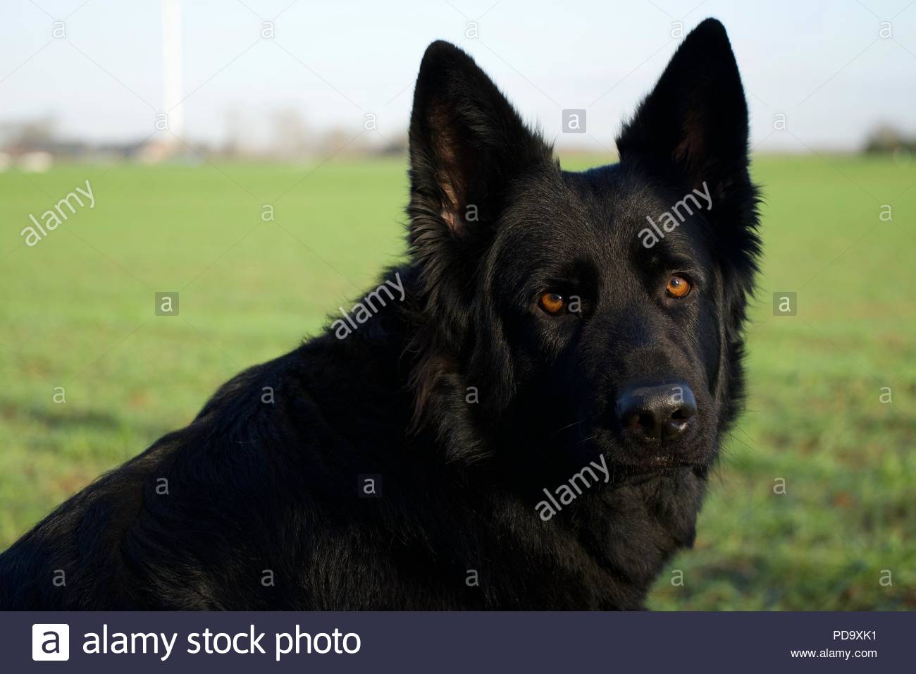 German Shepherd Guide Dog Stock Photos & German Shepherd Guide Dog ...