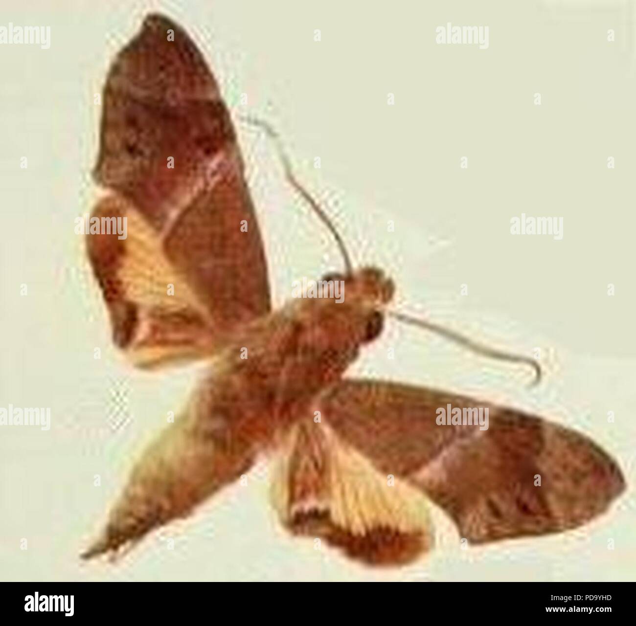 Meeki hi-res stock photography and images - Alamy