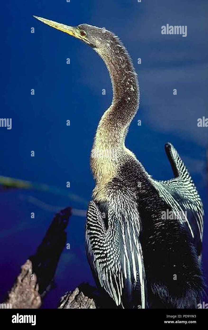 Anhinga anhinga f 1 Stock Photo - Alamy