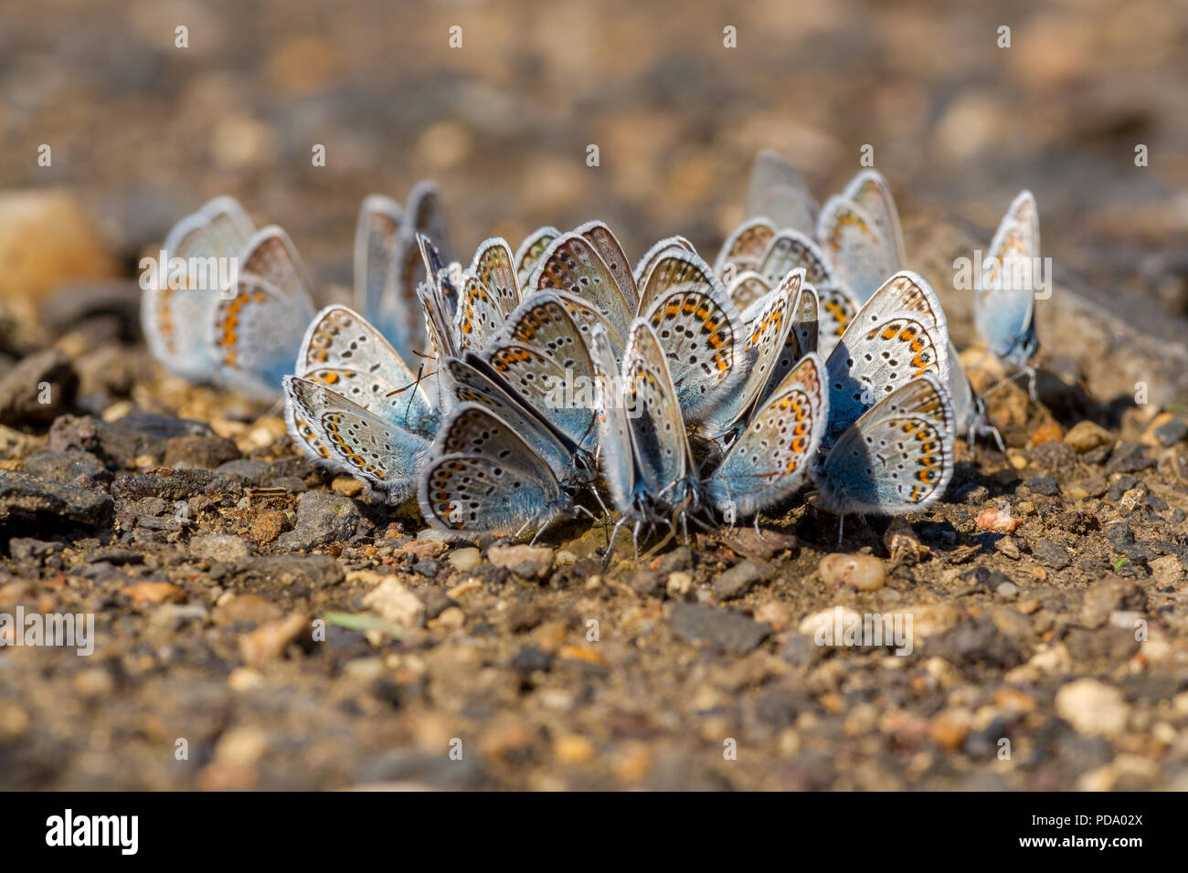 Many common blue butterfly on the soil Stock Photo - Alamy