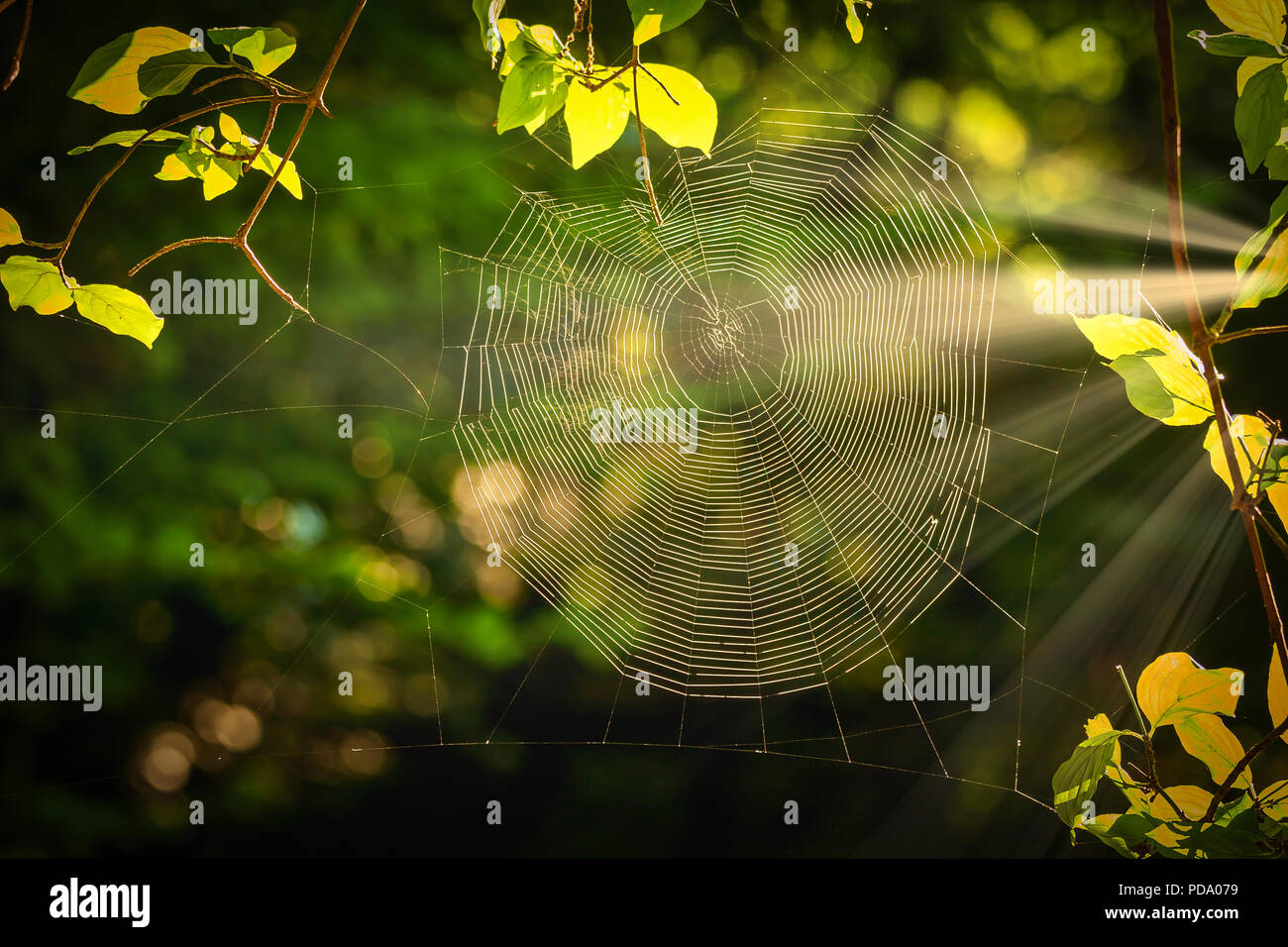Webs of connection hi-res stock photography and images - Alamy