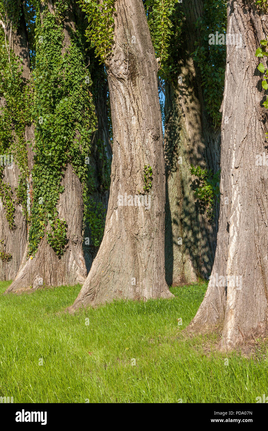 Big black polar trees Stock Photo - Alamy