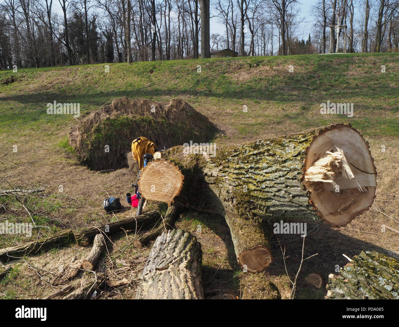 Tree trunk close up Stock Photo - Alamy