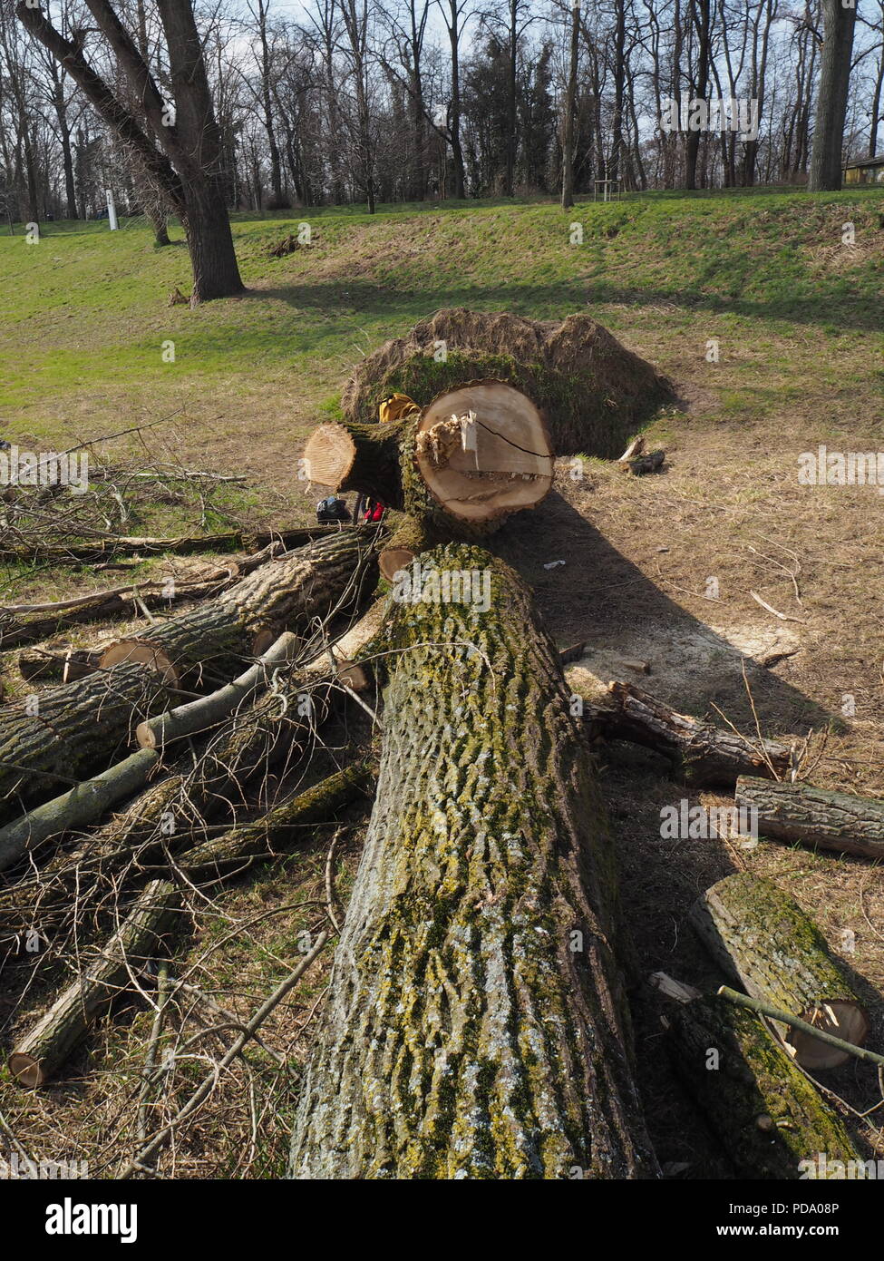 Tree trunk close up Stock Photo - Alamy