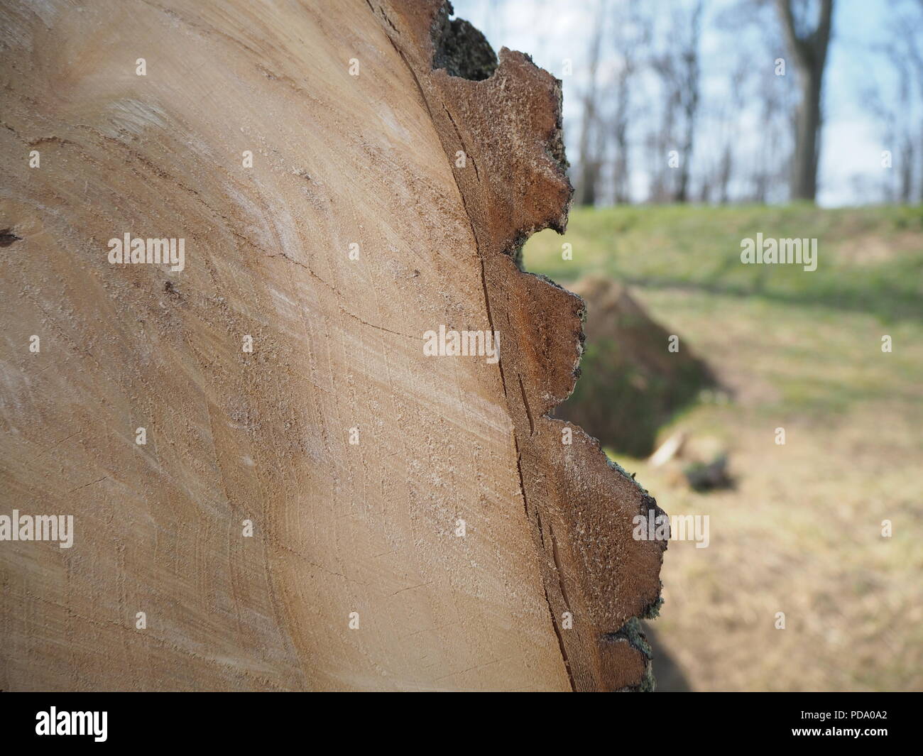 Tree trunk close up Stock Photo - Alamy