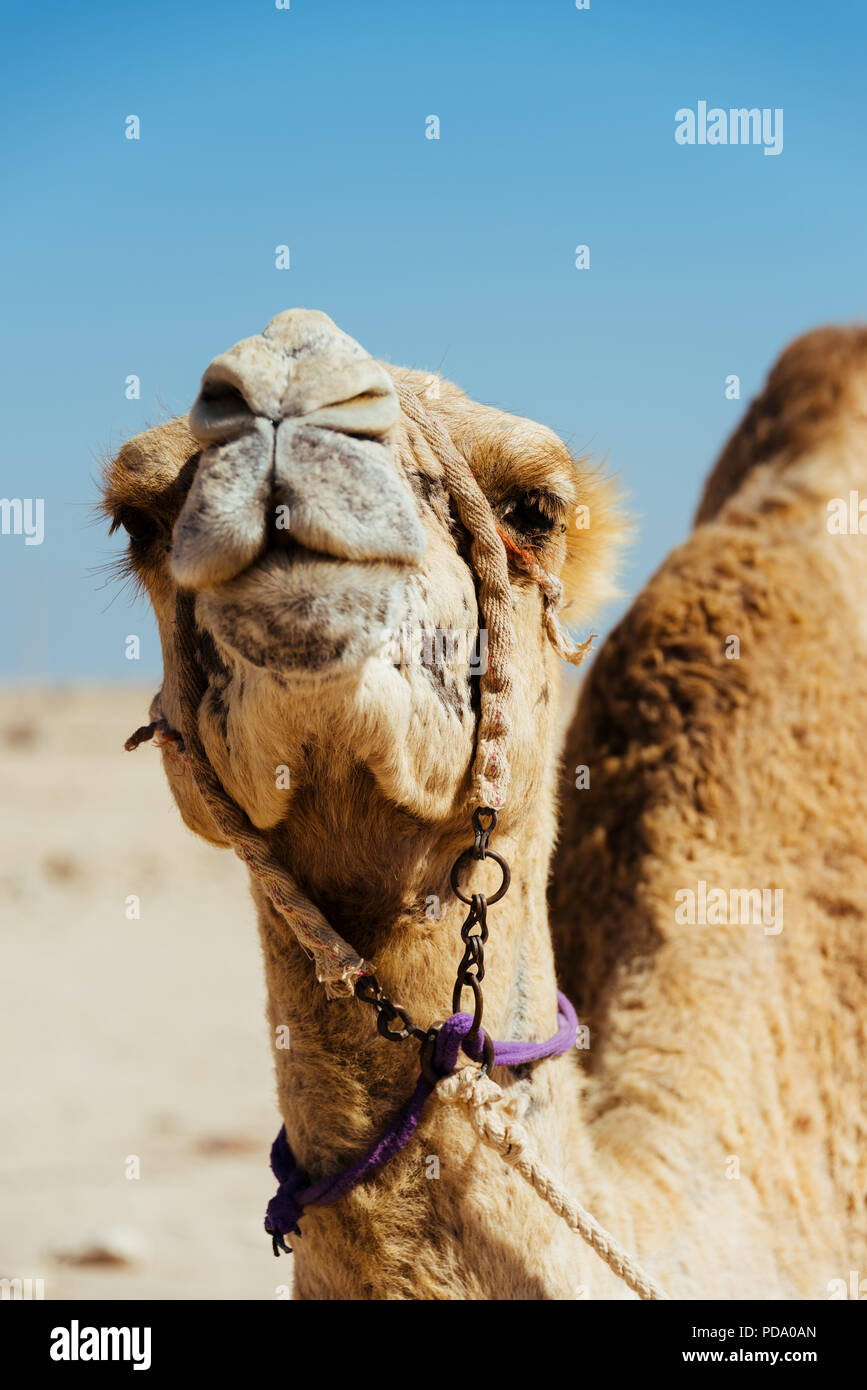 A camel waits on the Mesaieed desert, also known as Dukhan Heights, Al ...
