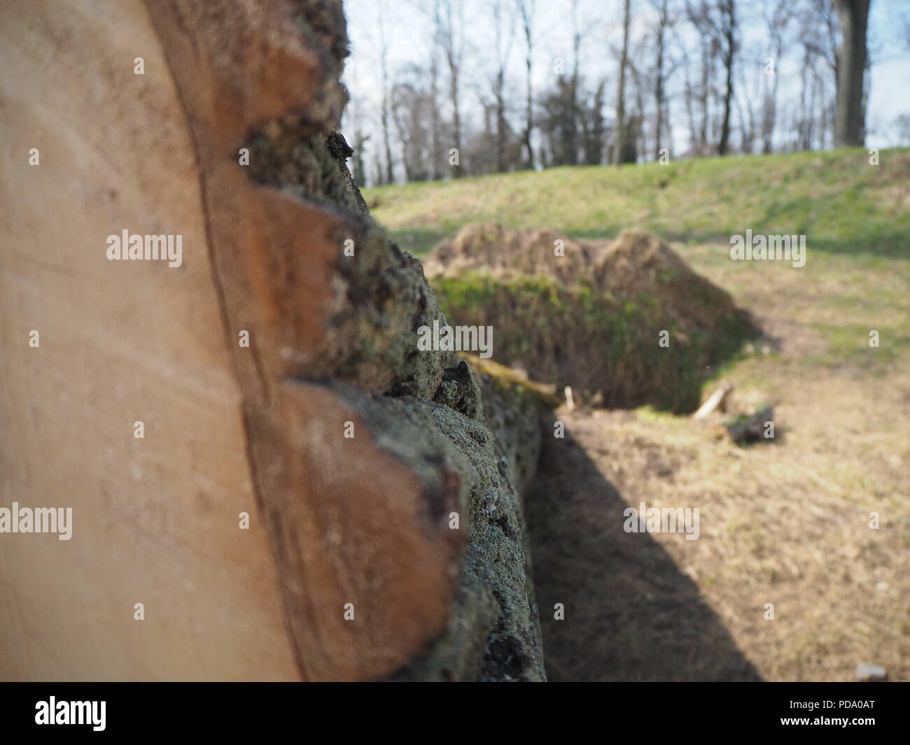 Tree trunk close up Stock Photo - Alamy