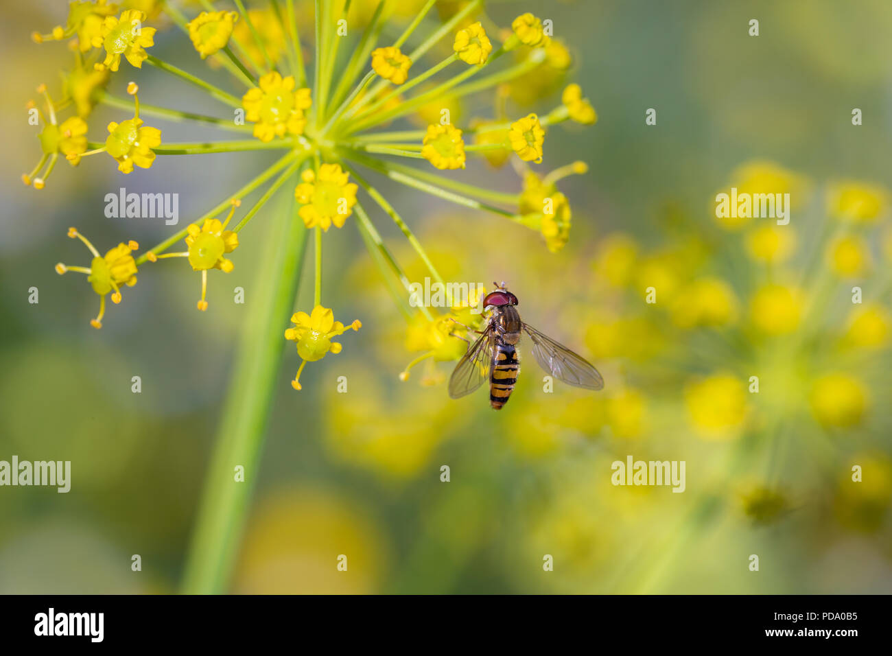 Holarctic Species High Resolution Stock Photography and Images - Alamy