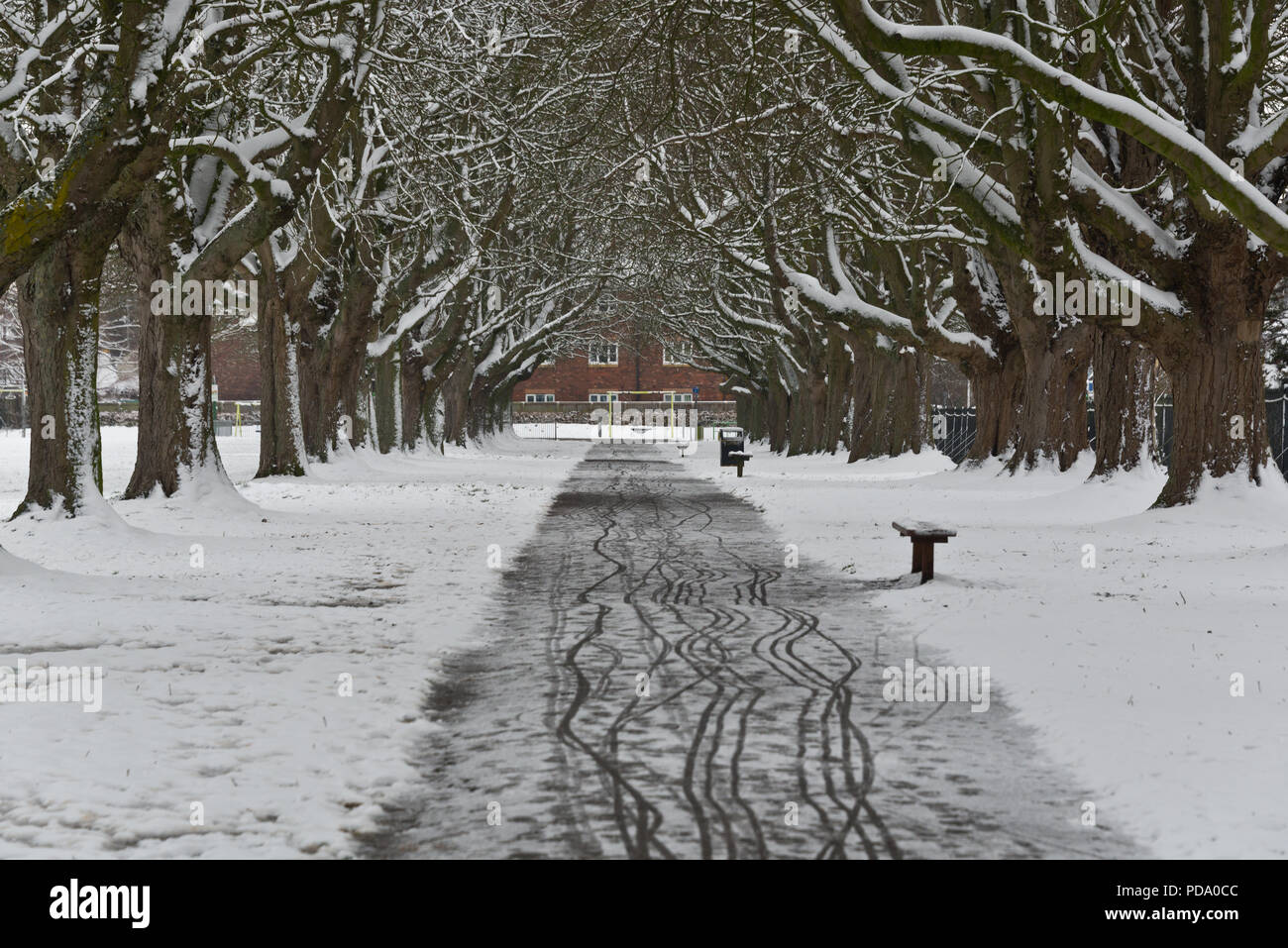 An avenue of snow covered trees lining the path along one side of ...
