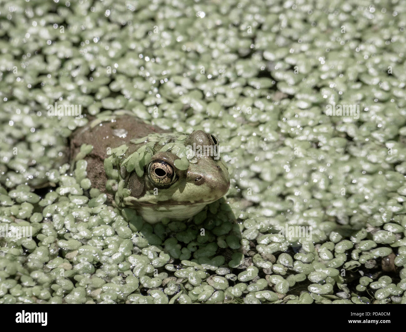 Golden swamp frog hi-res stock photography and images - Alamy