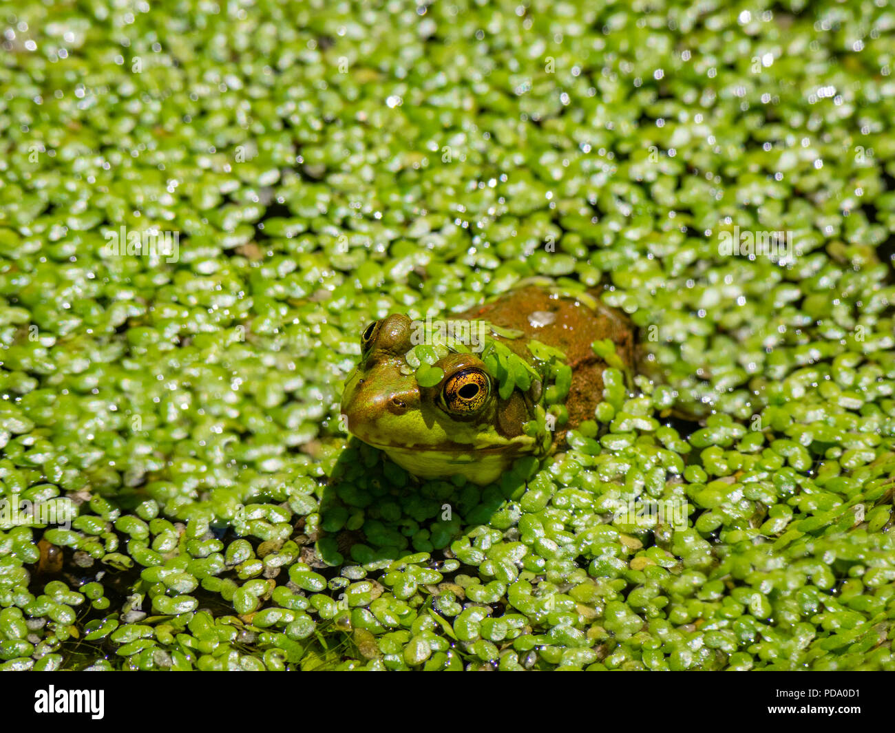 Golden swamp frog hi-res stock photography and images - Alamy