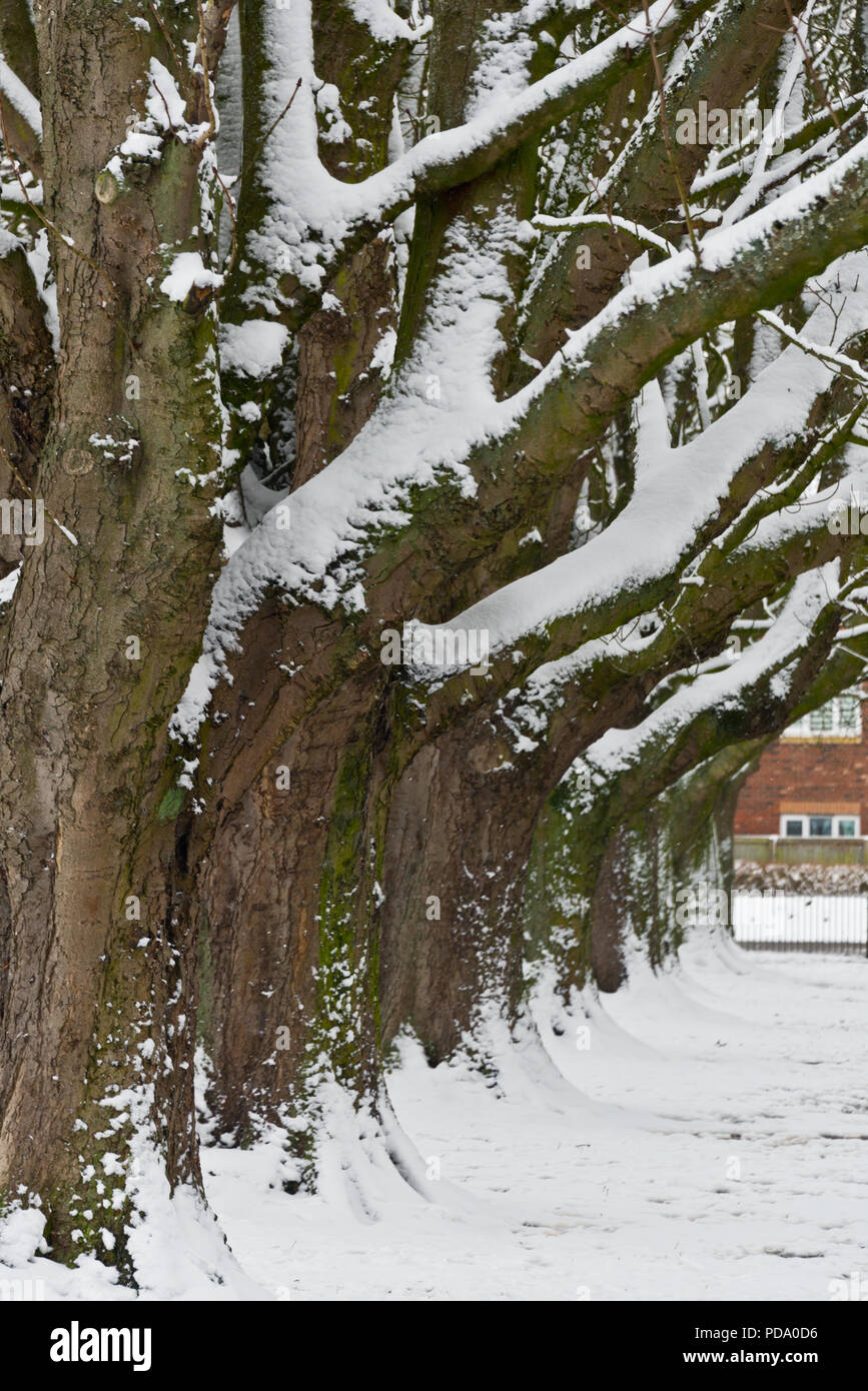 An avenue of snow covered trees lining the path along one side of ...