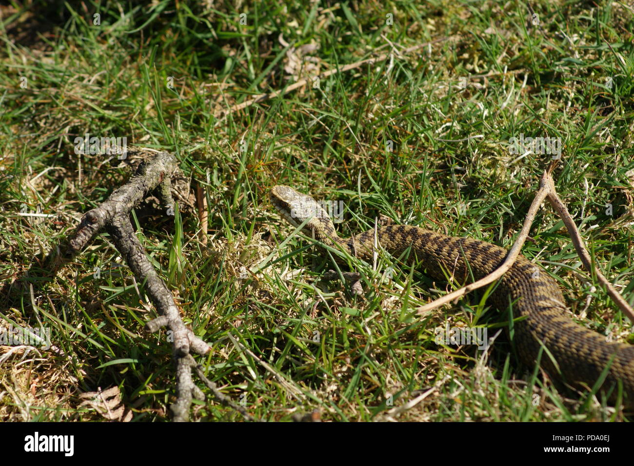 Wild Adder snake on a sunny day in the Lake District Stock Photo - Alamy