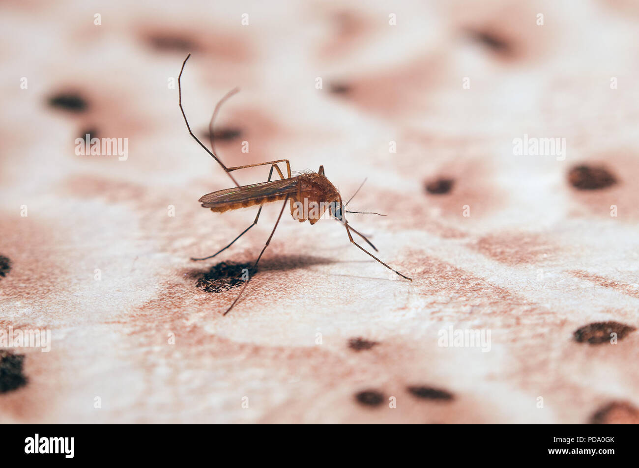 Hungry common house mosquito (Culex pipiens) sitting on the wall in the ...