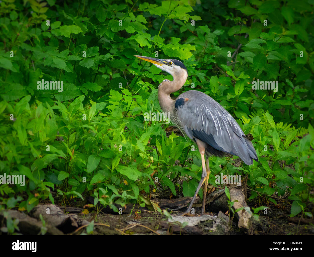 Great blue heron bird Stock Photo - Alamy
