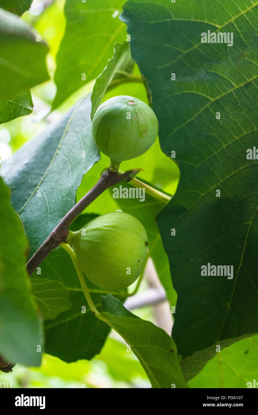 Ripe colorful sweet figs fruit on branches, close up Stock Photo - Alamy