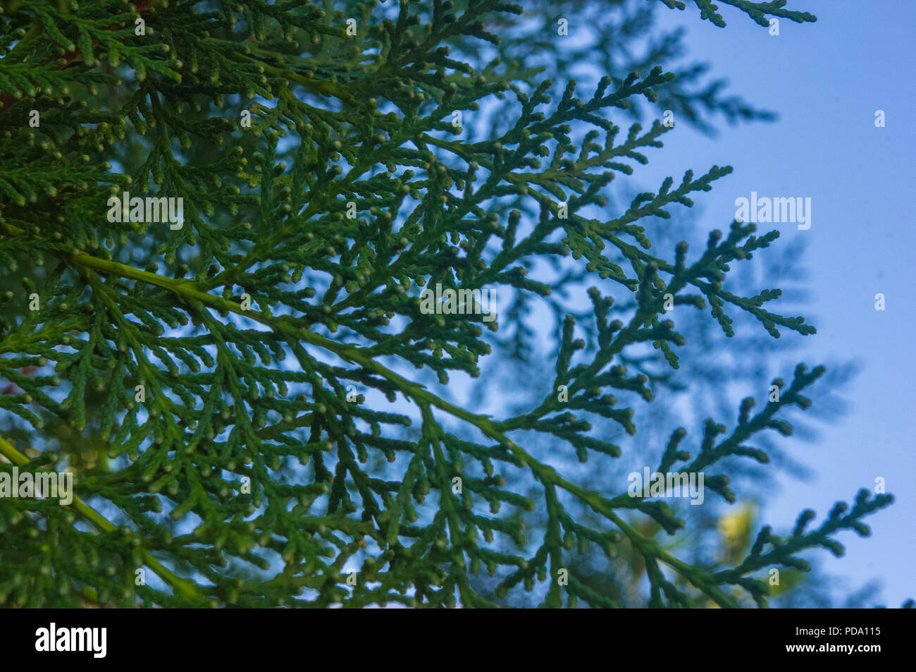 Incense cedar tree Calocedrus decurrens branch close up. Thuja cones ...