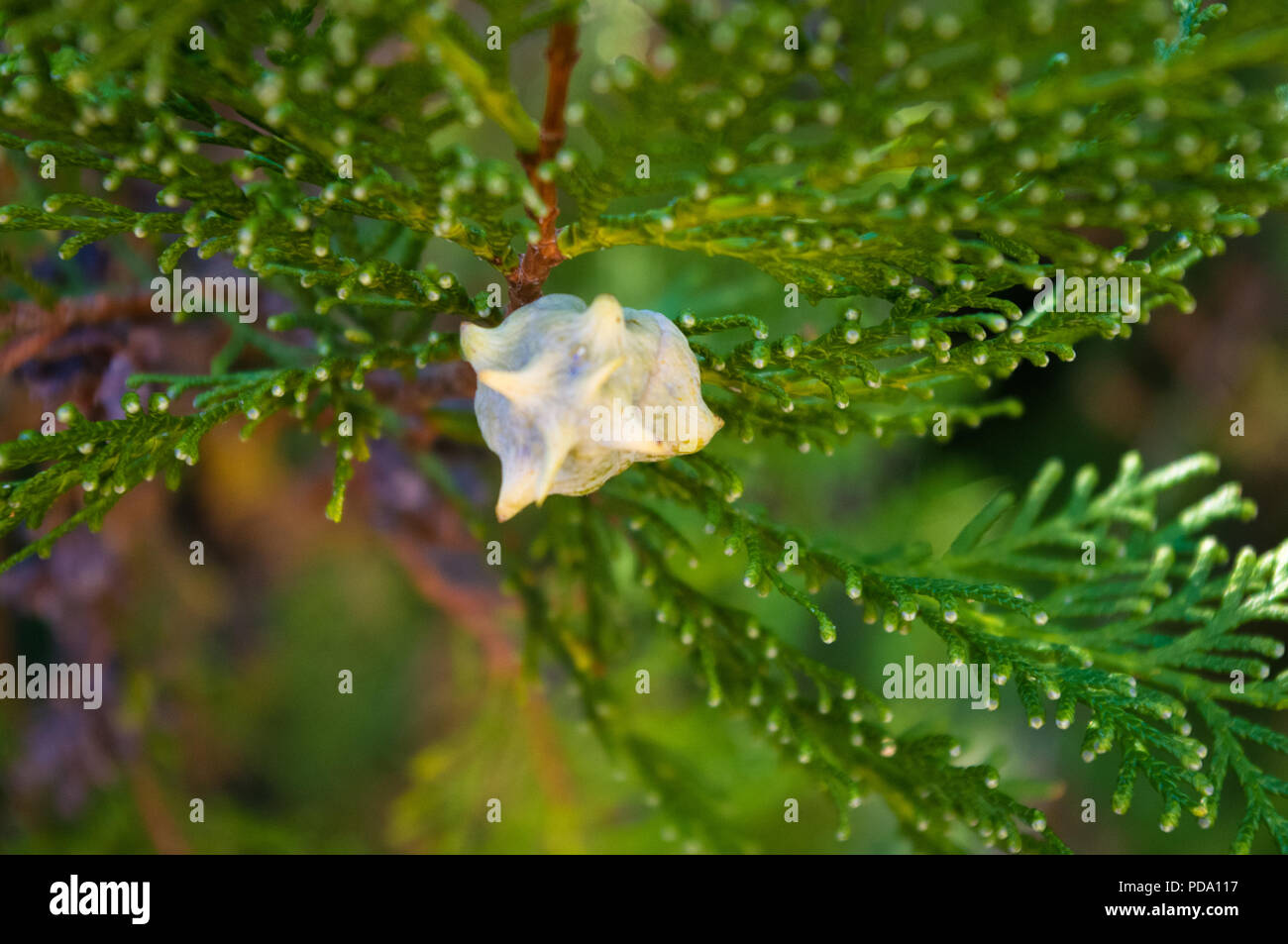Incense cedar tree Calocedrus decurrens branch close up. Thuja cones ...