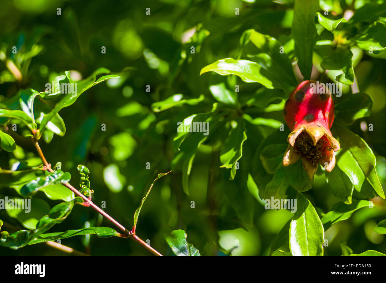 Ripe Colorful Pomegranate Fruit on Tree Branch. The Foliage on the ...