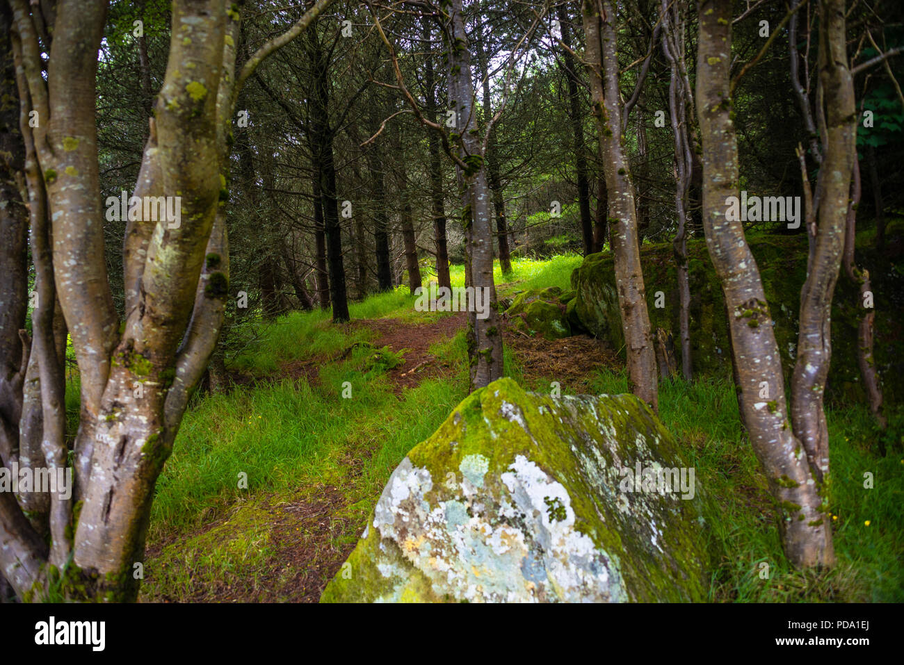 Faroe islands tree hi-res stock photography and images - Alamy