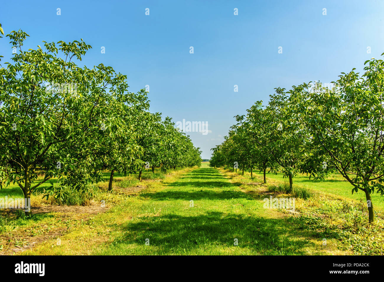Plantation of walnut trees hi-res stock photography and images - Alamy
