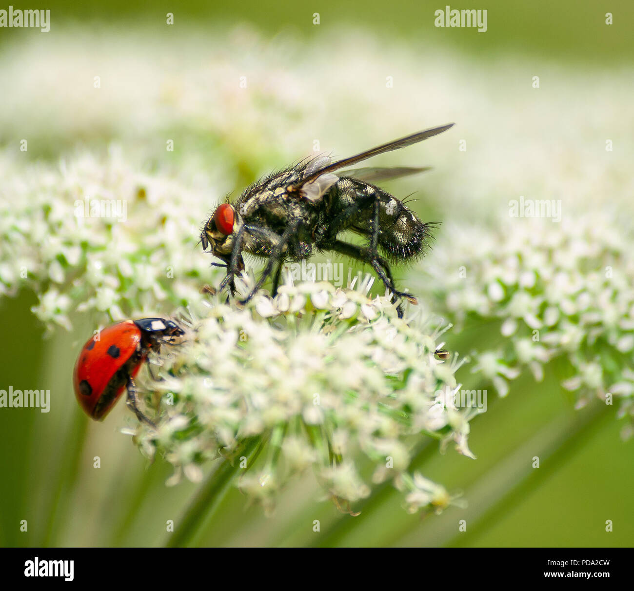 Friendship insects hi-res stock photography and images - Alamy