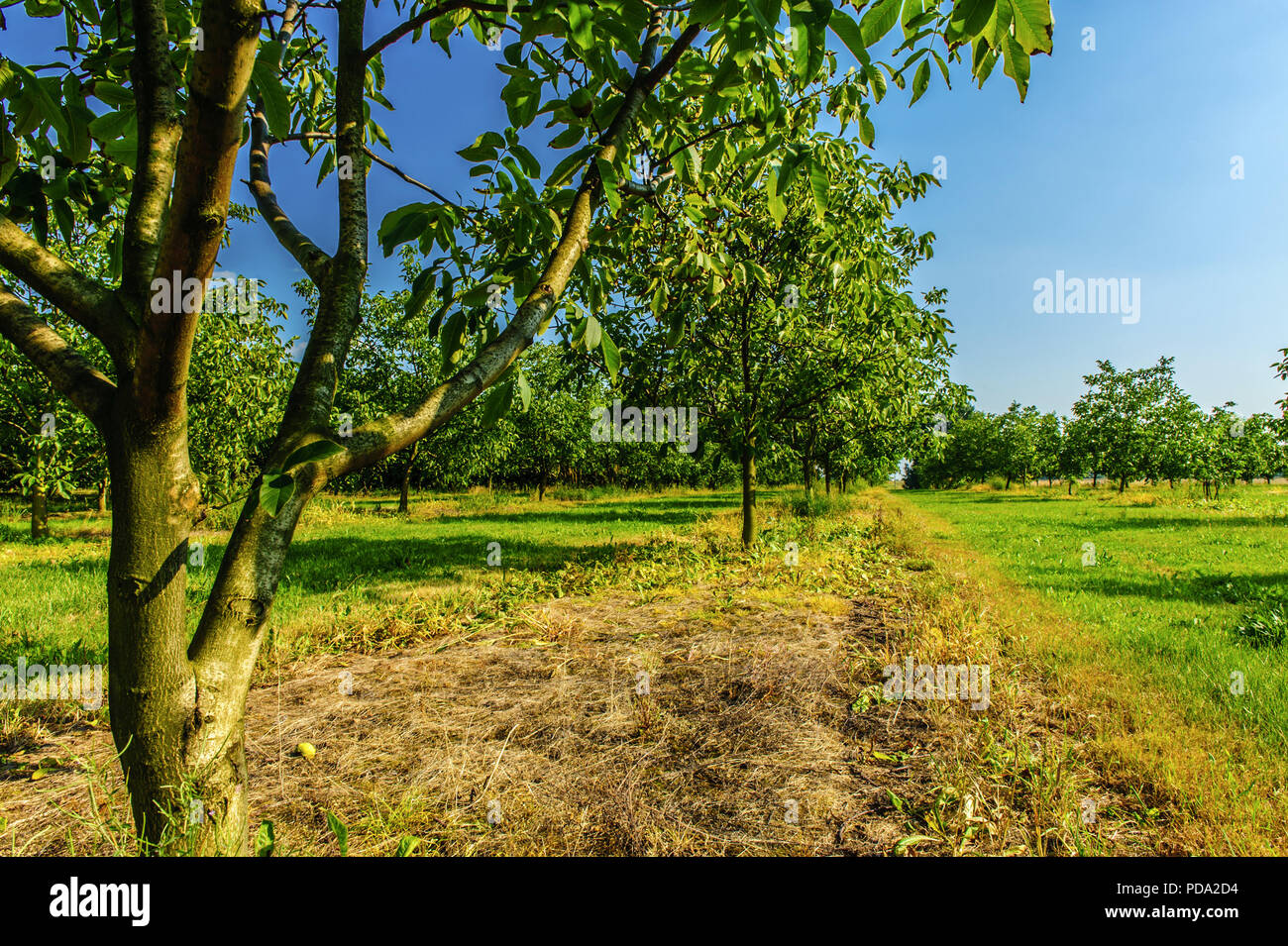 Pecan plantation hi-res stock photography and images - Alamy
