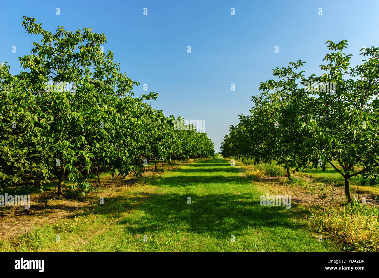 Walnut plantation hi-res stock photography and images - Alamy