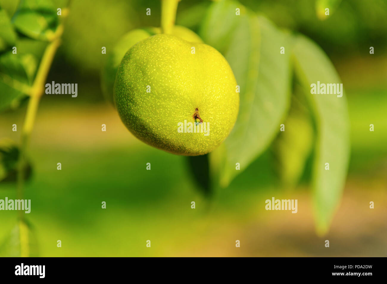 Walnuts growing hi-res stock photography and images - Alamy