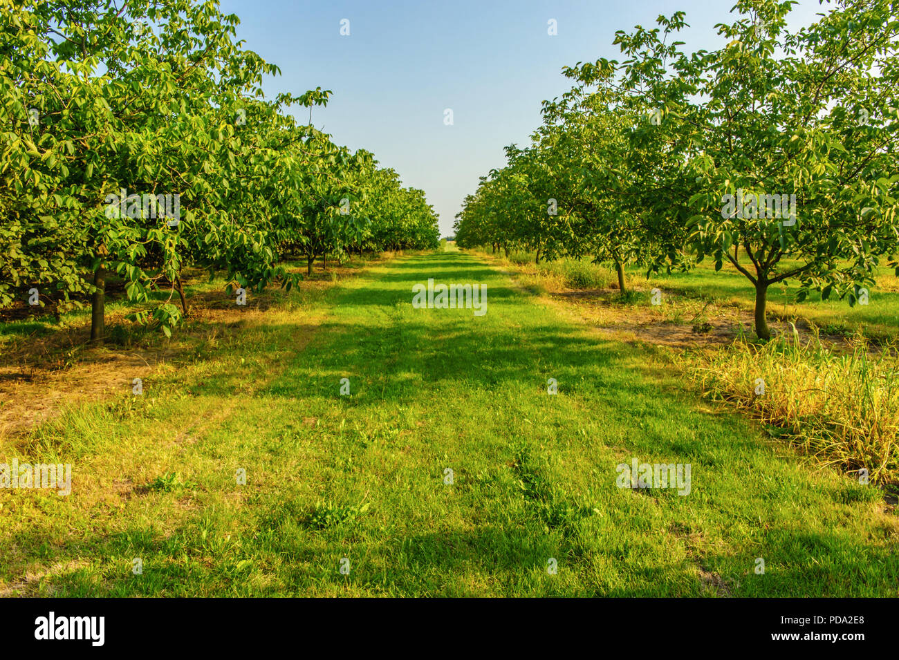 Walnut plantation hi-res stock photography and images - Alamy