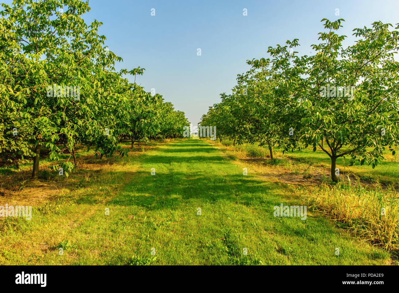 Walnut plantation hi-res stock photography and images - Alamy