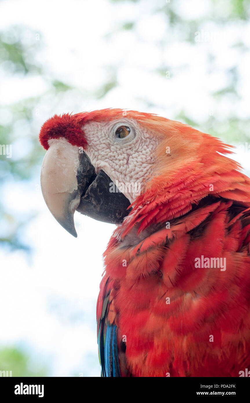 The Scarlet Macaw Is A Large Colorful Macaw It Is Native To Humid ...