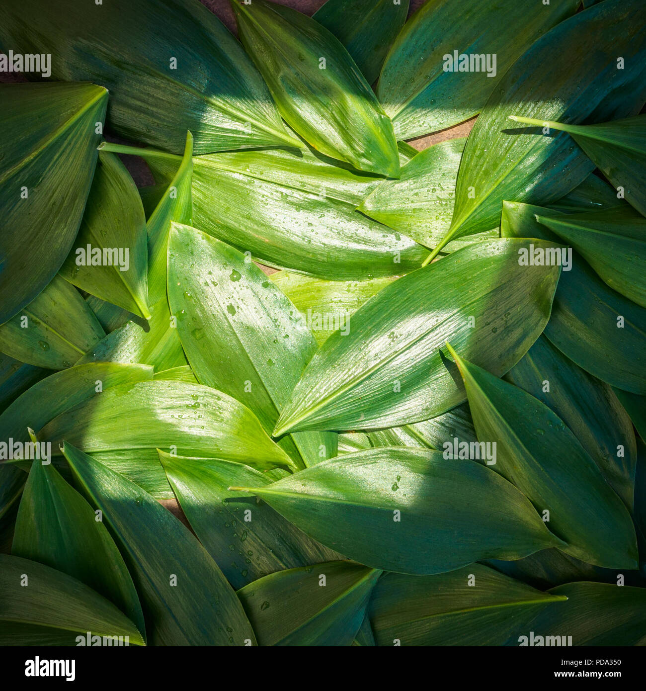 Fresh garden leaves lily valley organic gardening background Stock ...