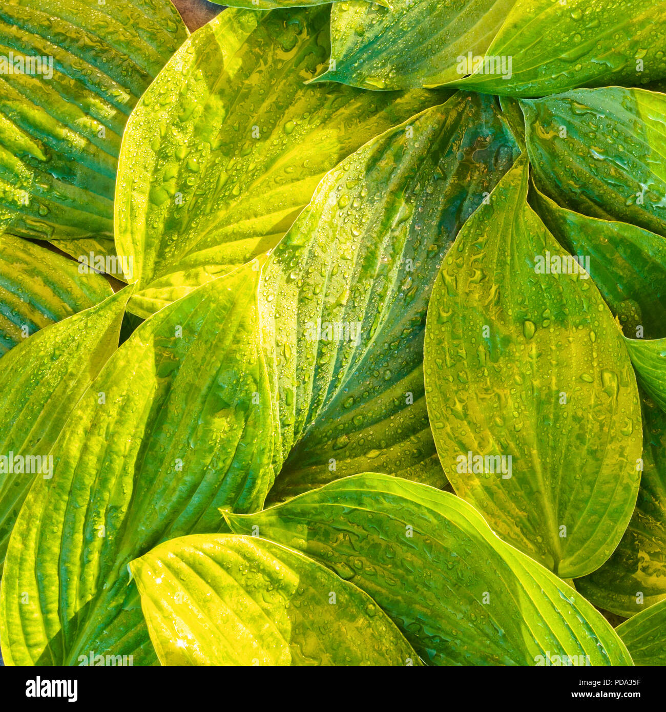 Fresh garden leaves bell organic gardening background Stock Photo - Alamy